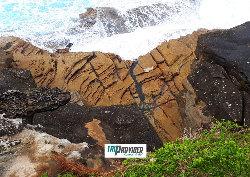 Bondi to Coogee Beach Coastal Walk in Sydney - Triprovider